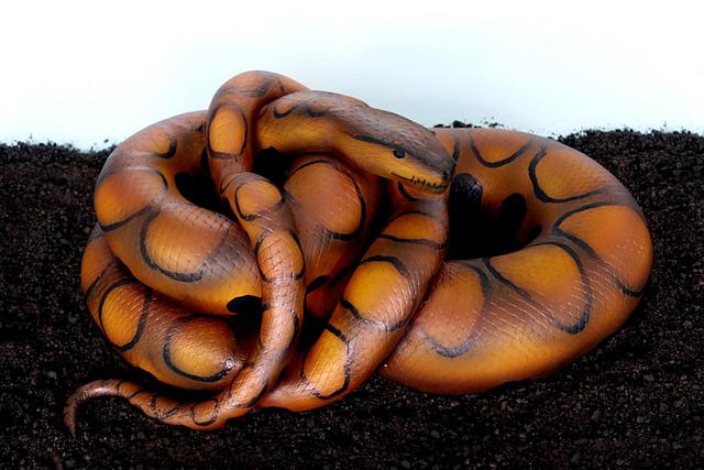 Python Cake - Decorated Cake by Sweet Tiers - Helena - CakesDecor